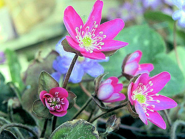 Z(099) 散歩の花(目録): maechan2