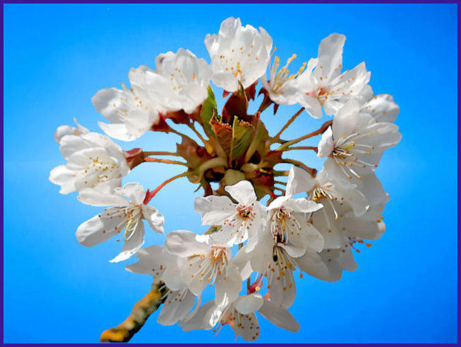 Z(118) さくら: maechan2