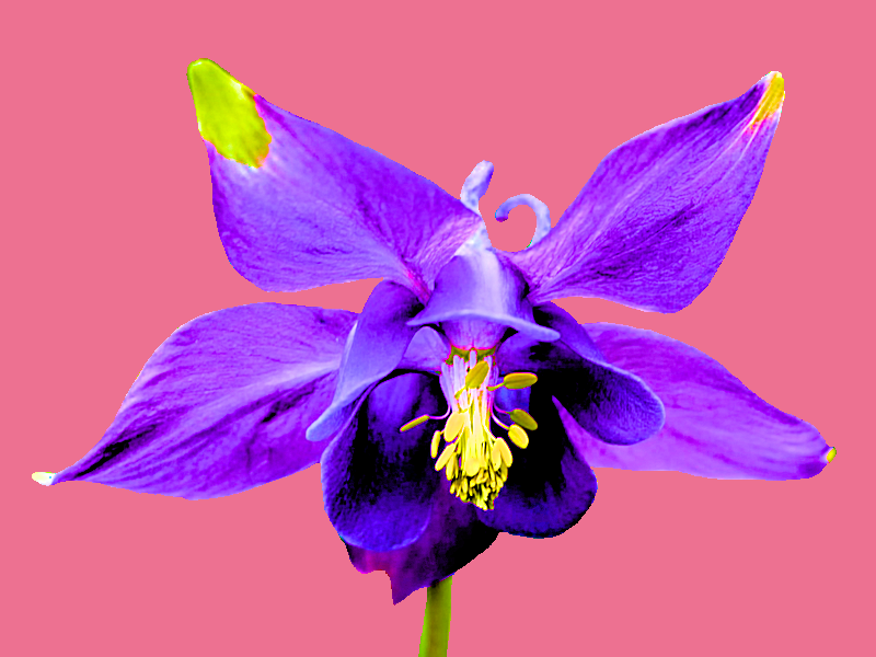 A(1419) 画像お遊び: maechan