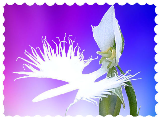 A(1501) 画像お遊び: maechan