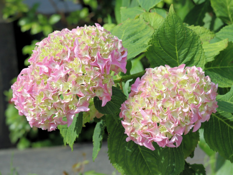 A(1502) 今日の散歩の花: maechan