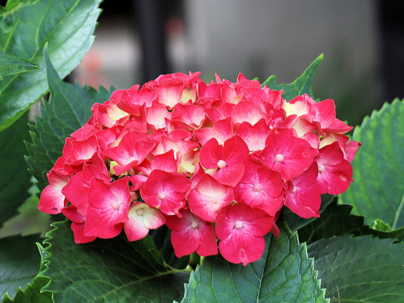 A(1507) 今日の散歩の花-1: maechan