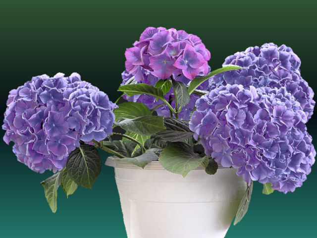 A(1515) 画像お遊び: maechan