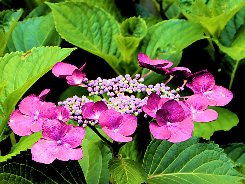 A(1517) 今日の散歩の花: maechan