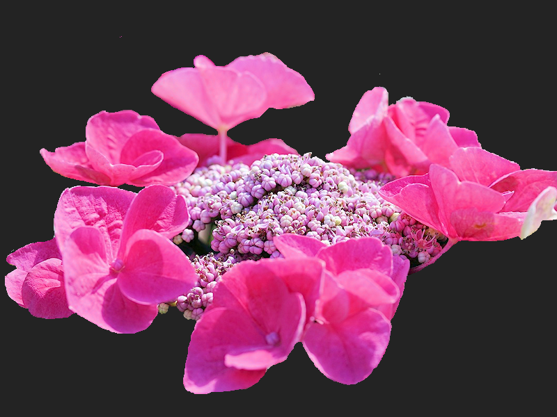 A(1518) 画像お遊び: maechan