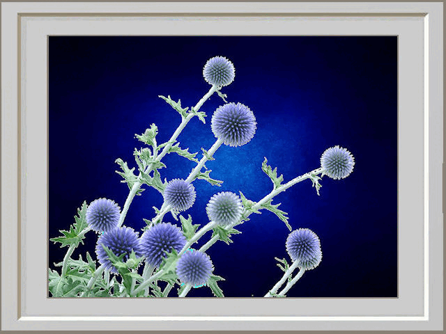 A(1087) 画像お遊び: maechan