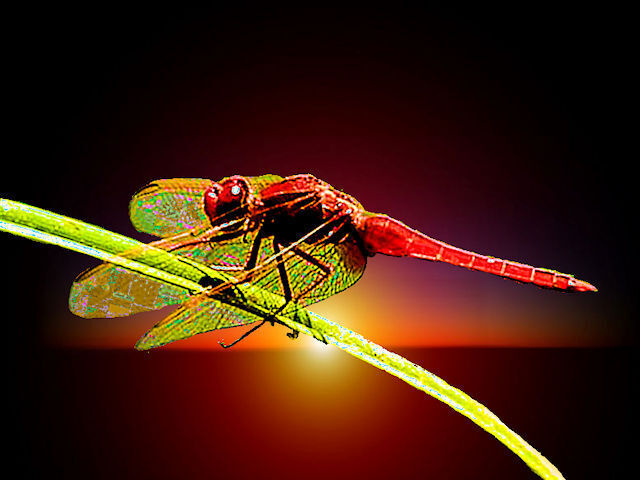 A(1088) 画像お遊び: maechan