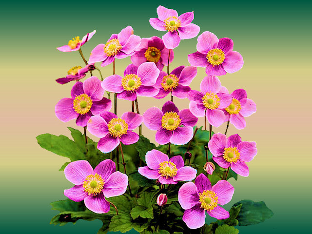 A(1151) 画像お遊び: maechan