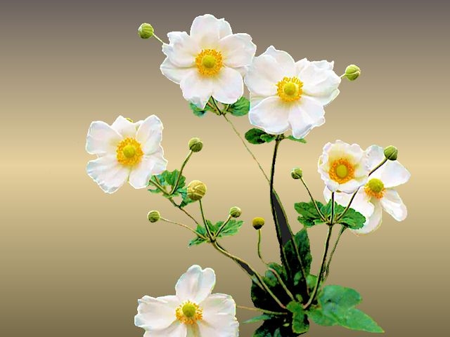 A(1152) 画像お遊び: maechan