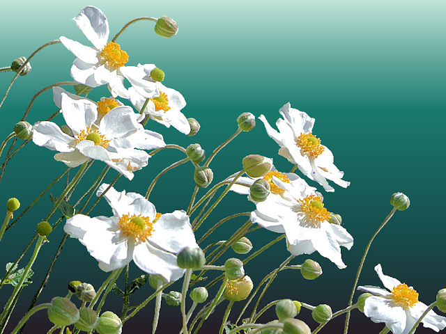 A(1154) 画像お遊び: maechan