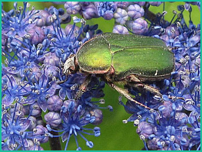 A(2425) 画像お遊び 雑ー5: maechan