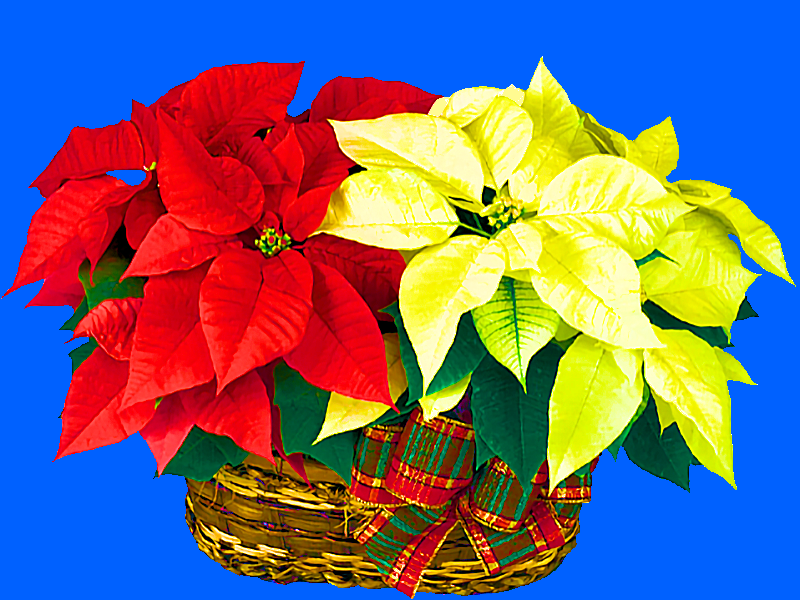 A(1877) 画像お遊び PNG画像集: maechan