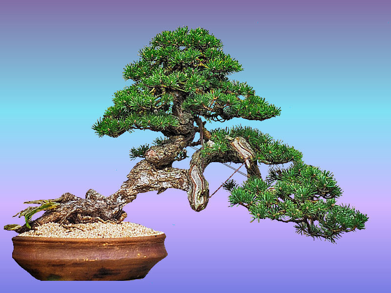 A(1245) 画像お遊び: maechan