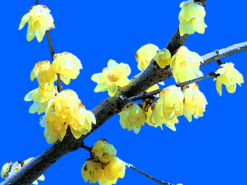 A(1880) 画像お遊び PNG画像集: maechan