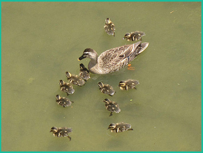 A(2425) 画像お遊び 雑ー5: maechan