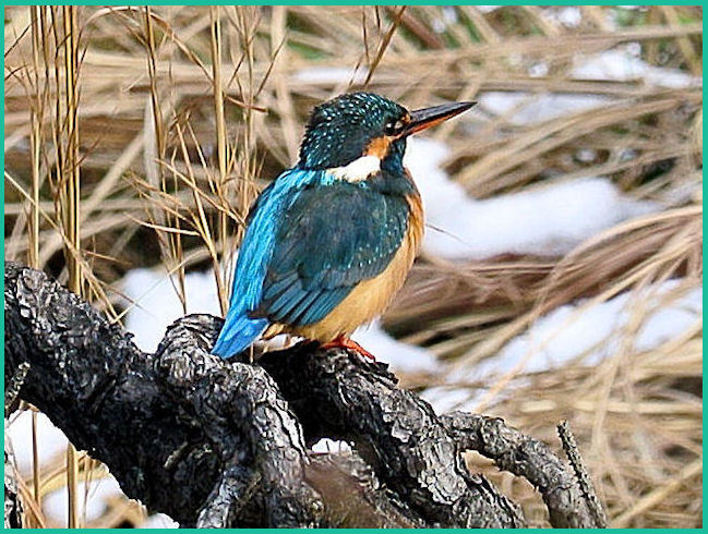 A(2425) 画像お遊び 雑ー5: maechan