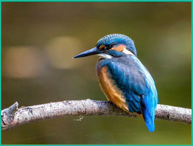 A(2425) 画像お遊び 雑ー5: maechan