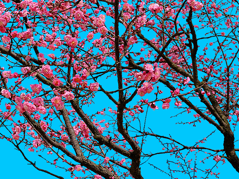 Z(090) PNG画像倉庫: maechan2