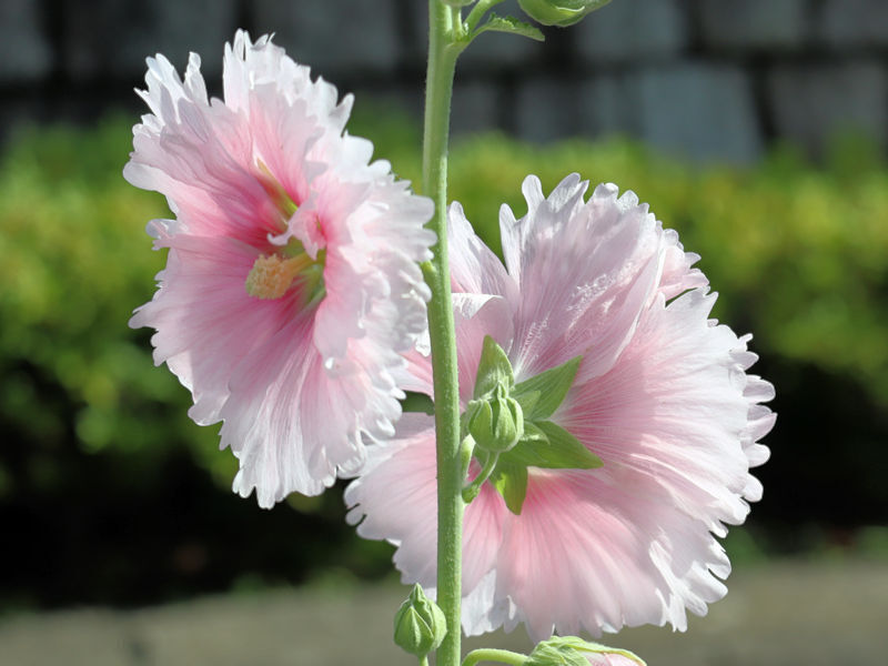 A(1545) 今日の散歩の花: maechan