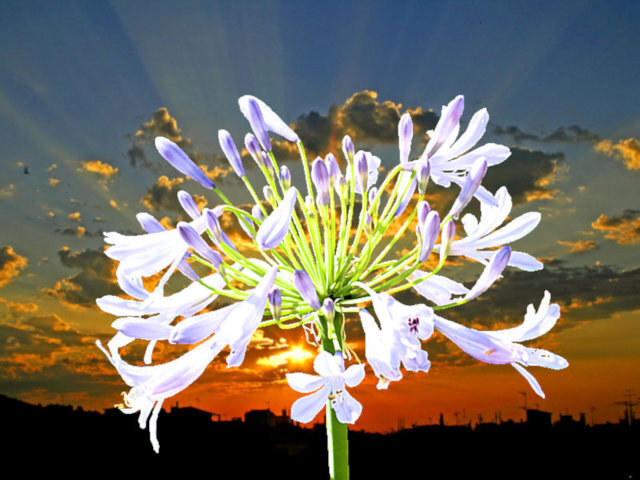 A(1546) 画像お遊び: maechan