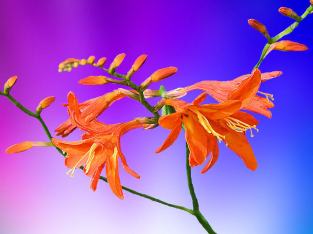 A(1548) 画像お遊び: maechan