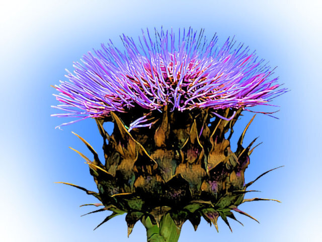 A(1549) 画像お遊び: maechan