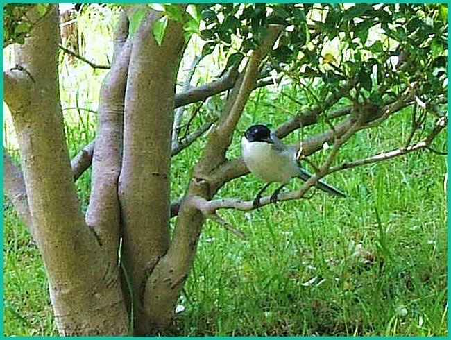 A(2425) 画像お遊び 雑ー5: maechan