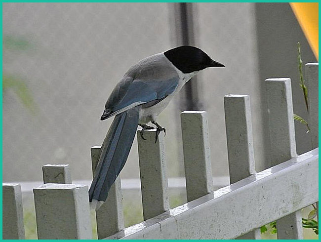 A(2425) 画像お遊び 雑ー5: maechan