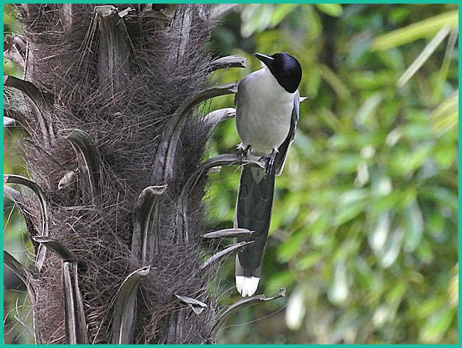 A(2425) 画像お遊び 雑ー5: maechan