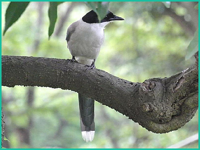 A(2425) 画像お遊び 雑ー5: maechan