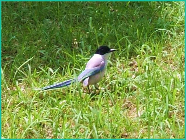 A(2425) 画像お遊び 雑ー5: maechan