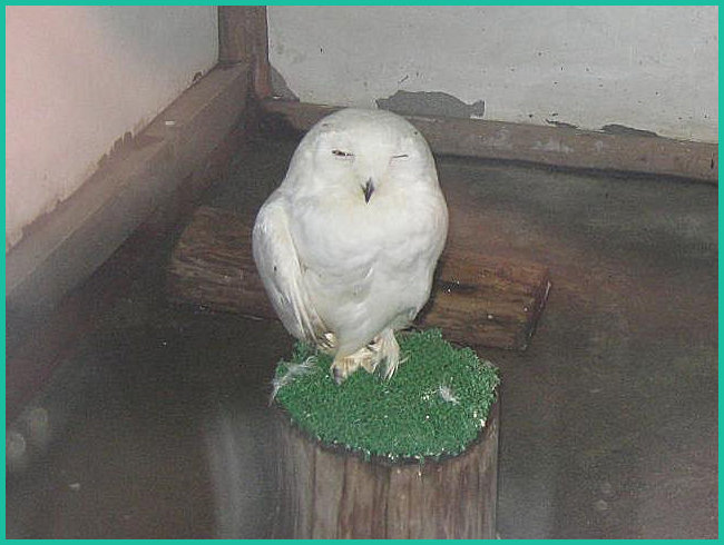 A(2425) 画像お遊び 雑ー5: maechan