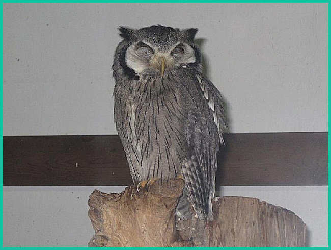 A(2425) 画像お遊び 雑ー5: maechan