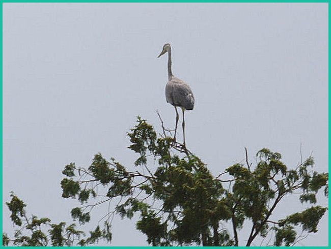 A(2425) 画像お遊び 雑ー5: maechan