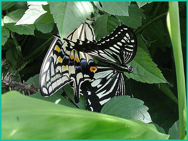 A(2426) 画像お遊び 雑ー6: maechan