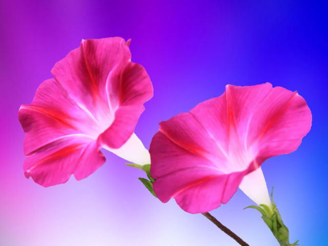 A(1570) 画像お遊び: maechan