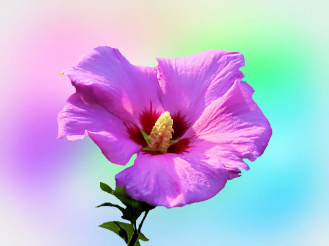 A(1605) 画像お遊び: maechan