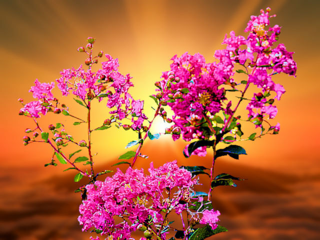 A(1606) 画像お遊び: maechan