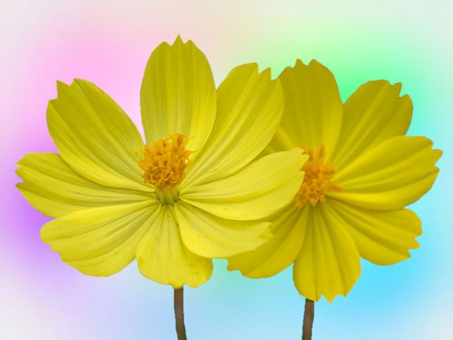 A(1608) 画像お遊び: maechan