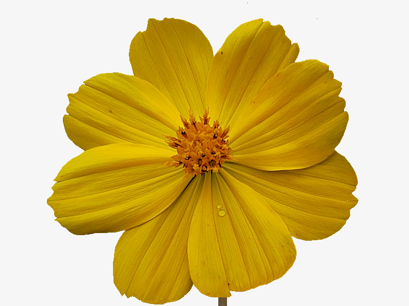 A(1908) 画像お遊び PNG画像集: maechan