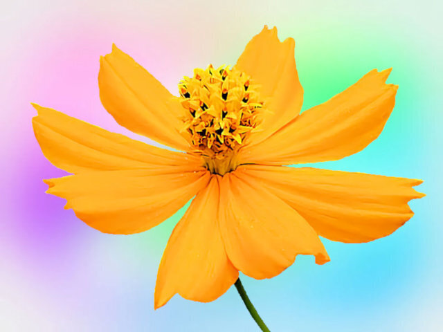 A(1608) 画像お遊び: maechan