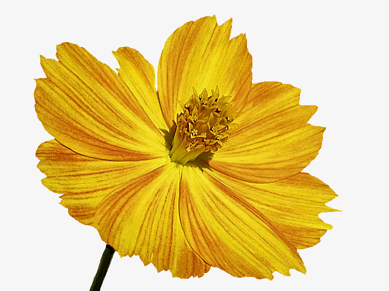 A(1908) 画像お遊び PNG画像集: maechan