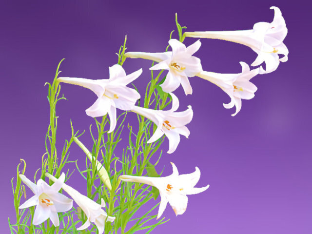 A(1614) 画像お遊び: maechan