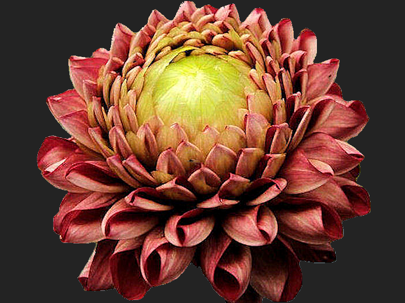 A(2415)7月の散歩の花: maechan