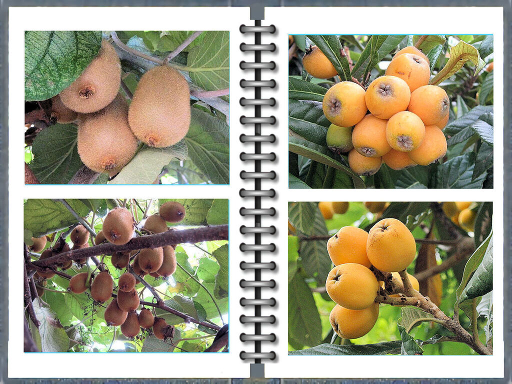 A(1681) 画像お遊び: maechan