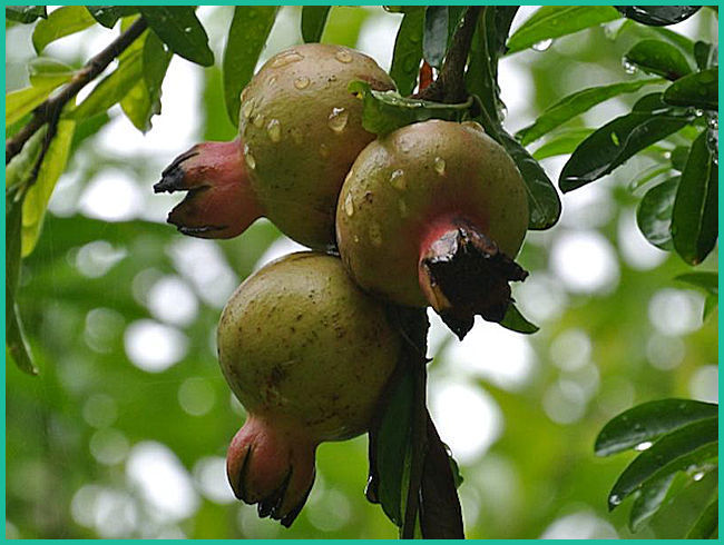 A(1867) 画像お遊び: maechan