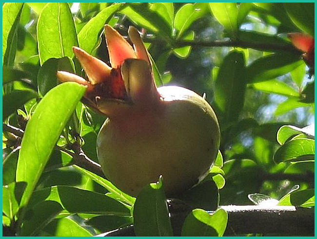 A(1867) 画像お遊び: maechan