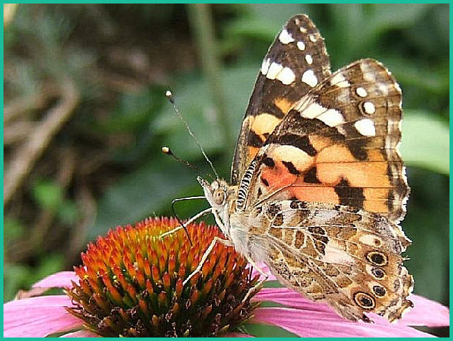 A(2426) 画像お遊び 雑ー6: maechan