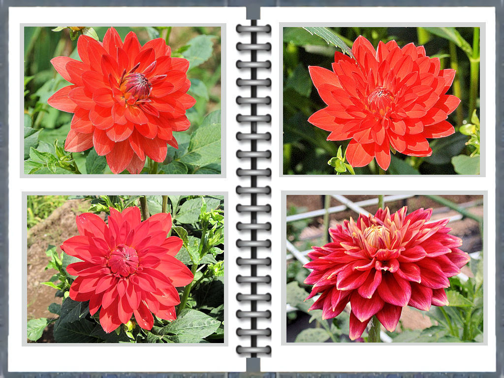 A(1811) アルバム素材集ー22: maechan