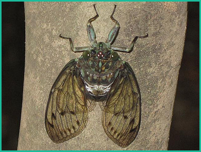 A(2425) 画像お遊び 雑ー5: maechan